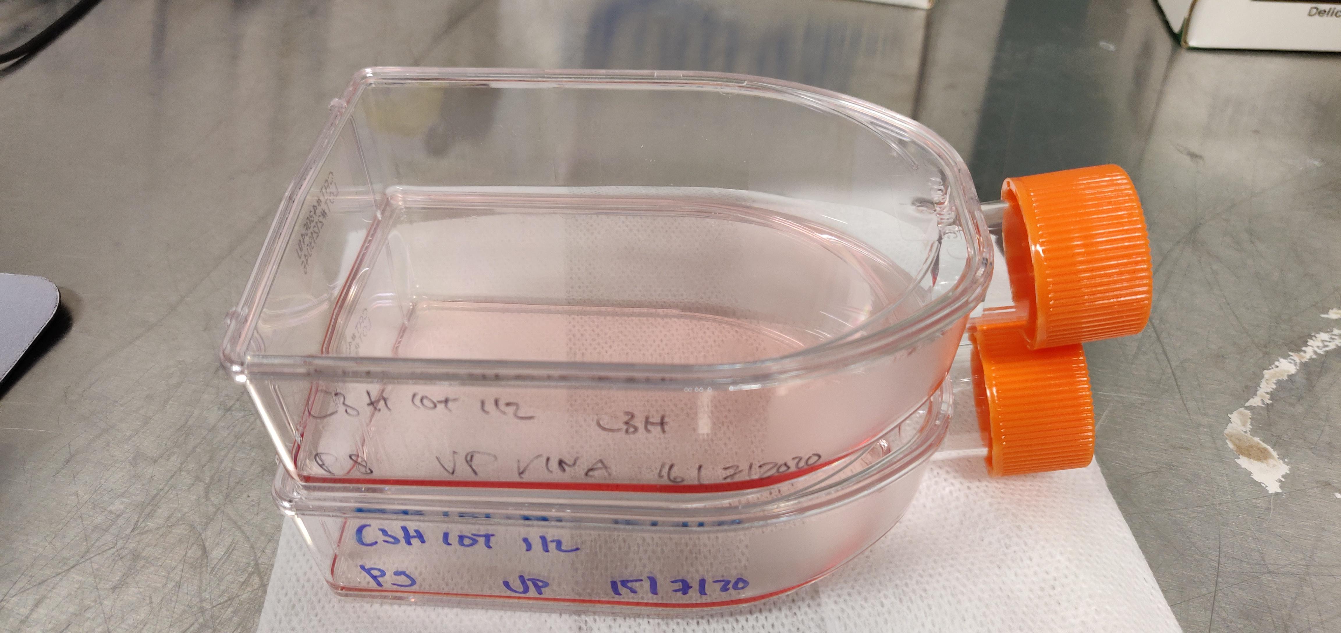 All About Cell Culture